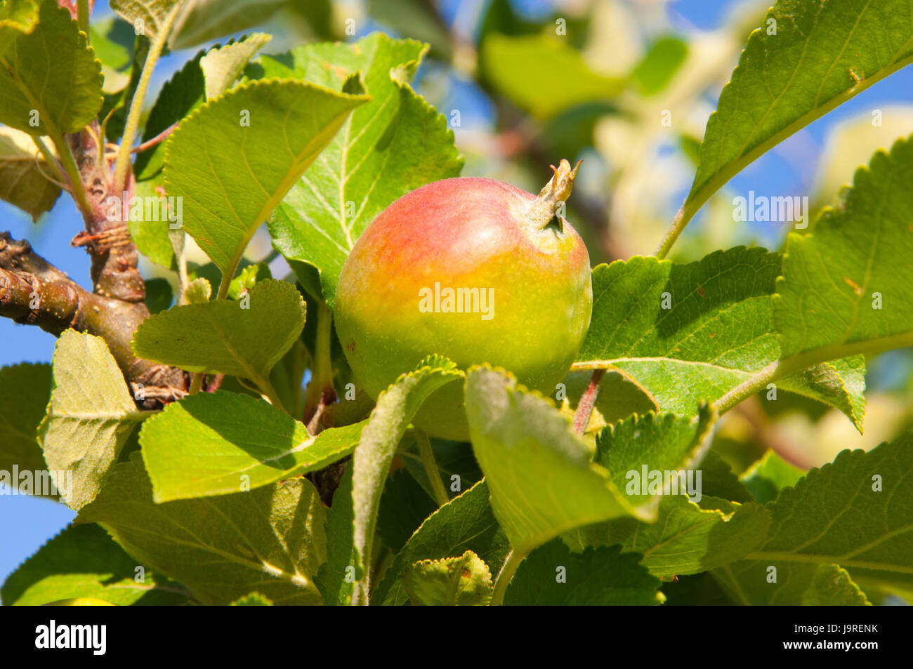 hanging apple on the branch Stock Photo - Alamy