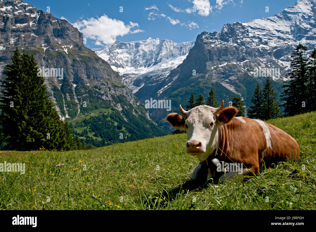 agriculture, farming, alp, cow, livestock, farm animal, milker ...