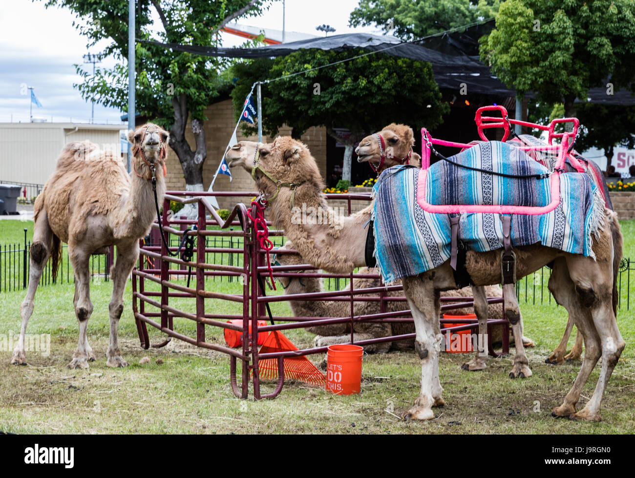 Camel rides at the county fair Stock Photo - Alamy