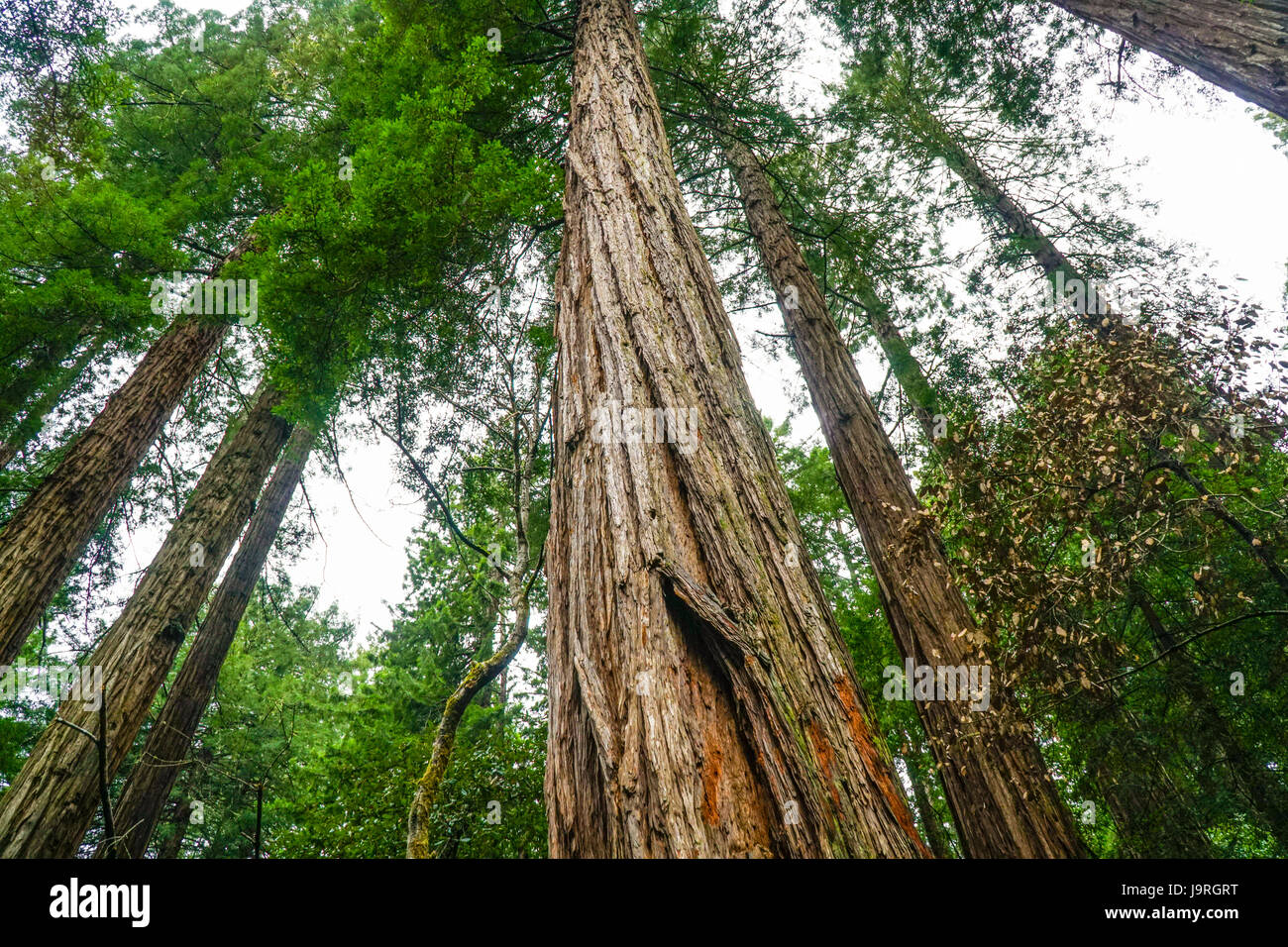 The giant trees of the Redwood Forest Stock Photo - Alamy