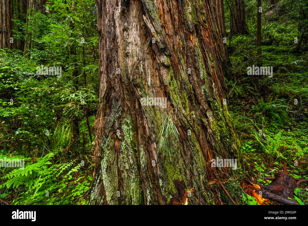 The giant trees of the Redwood Forest Stock Photo - Alamy