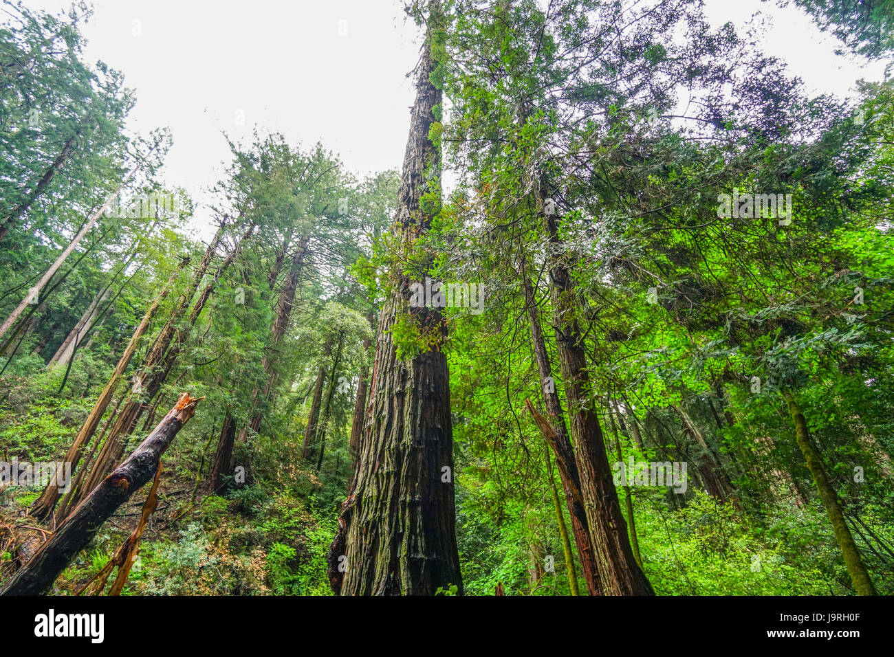 The giant trees of the Redwood Forest Stock Photo - Alamy