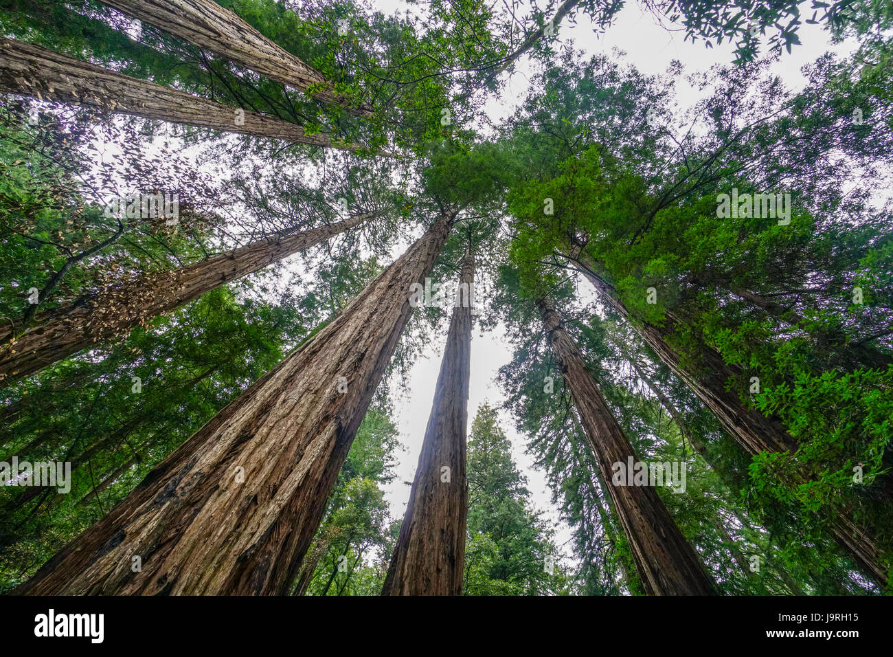 The giant trees of the Redwood Forest Stock Photo - Alamy