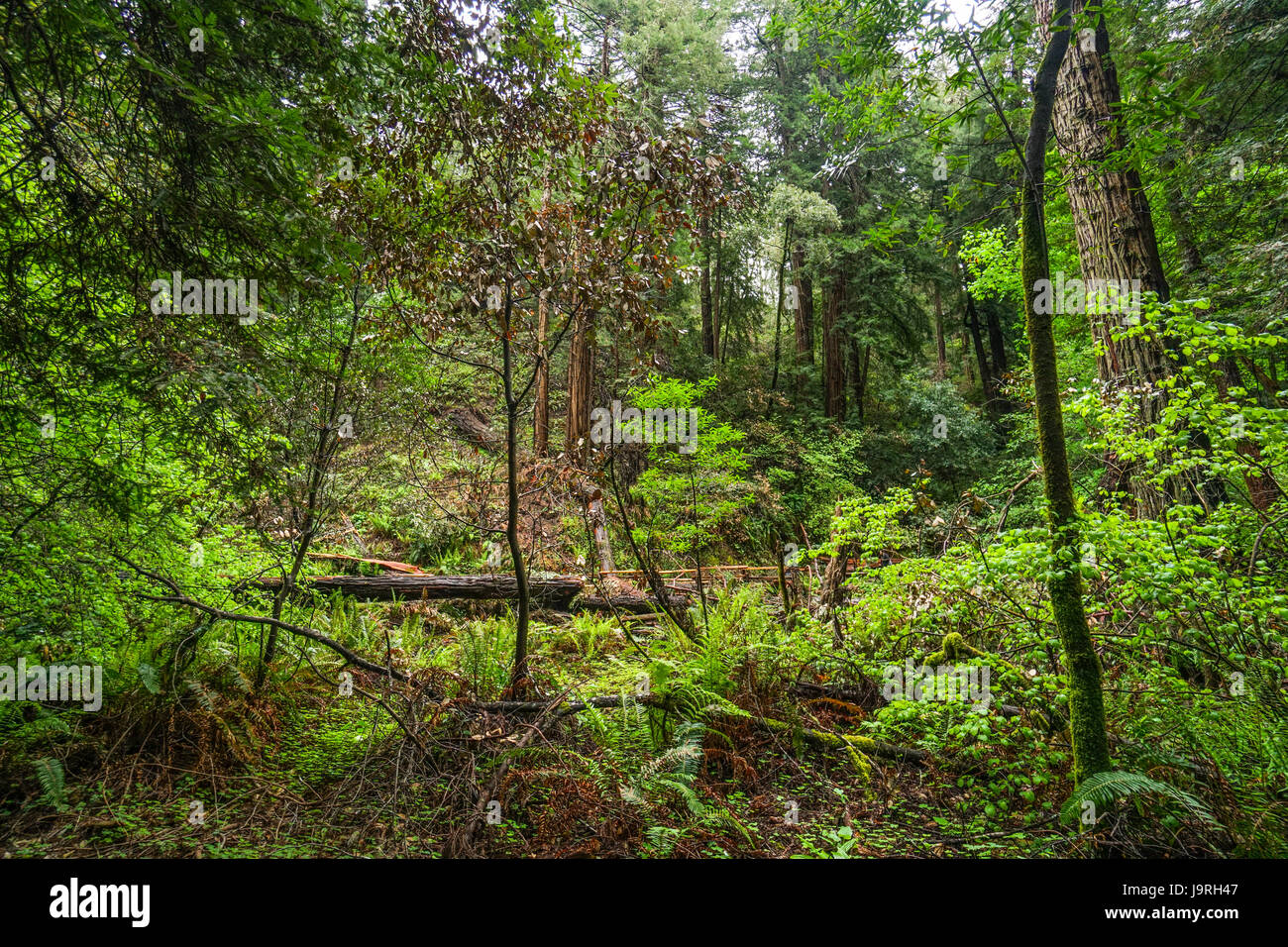The giant trees of the Redwood Forest Stock Photo - Alamy