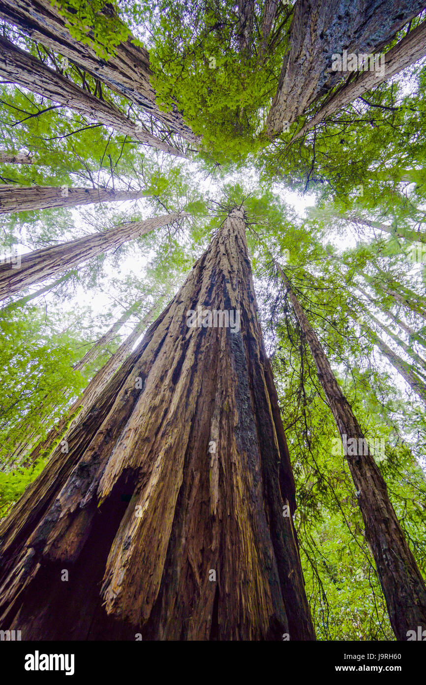 Impressive Redwood trees in the Californian forest Stock Photo - Alamy