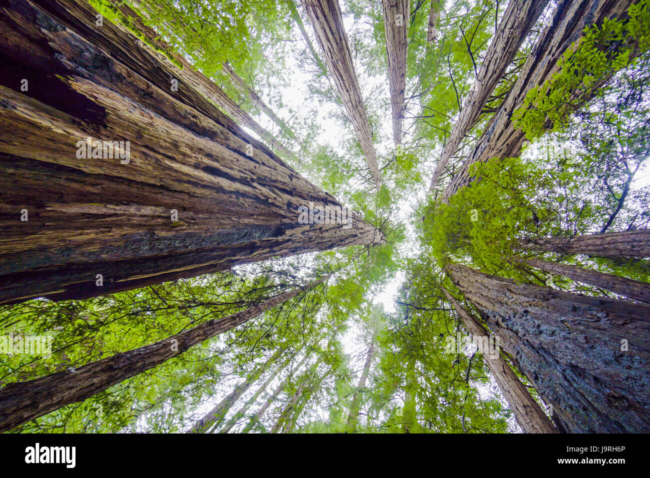 Beautiful nature - the Redwood Forest - red cedar trees Stock Photo - Alamy