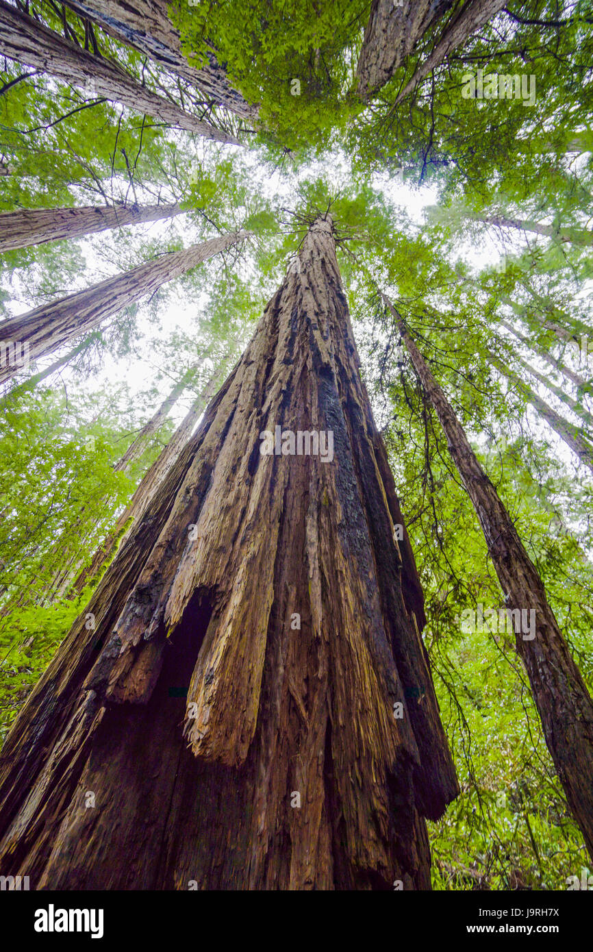 Impressive Redwood trees in the Californian forest Stock Photo - Alamy