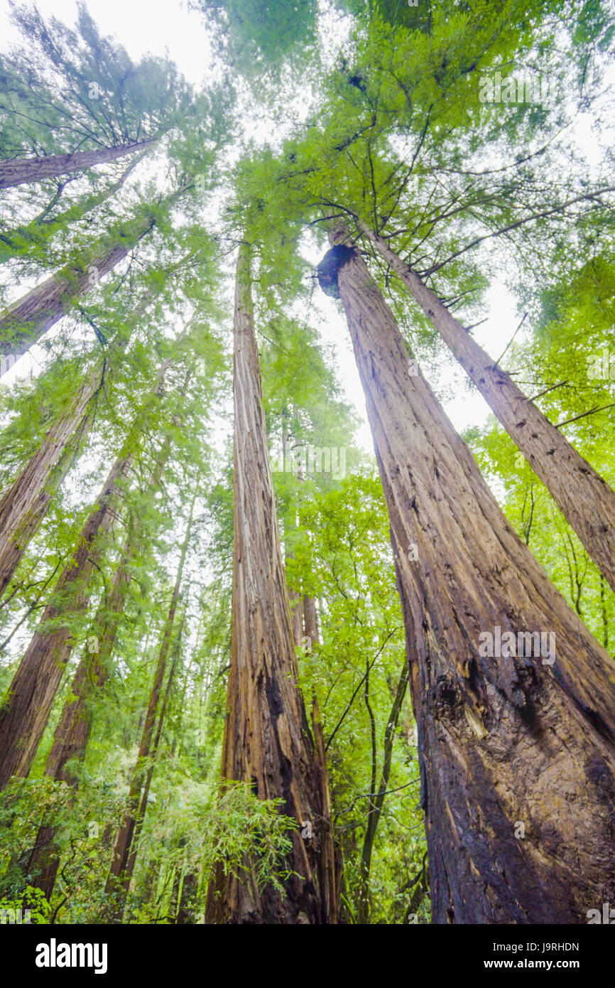 The giant trees of the Redwood Forest Stock Photo - Alamy