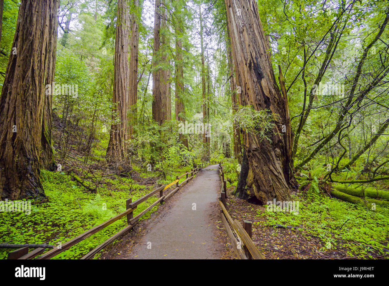 Walkway through Redwood Forest - a great adventure Stock Photo - Alamy