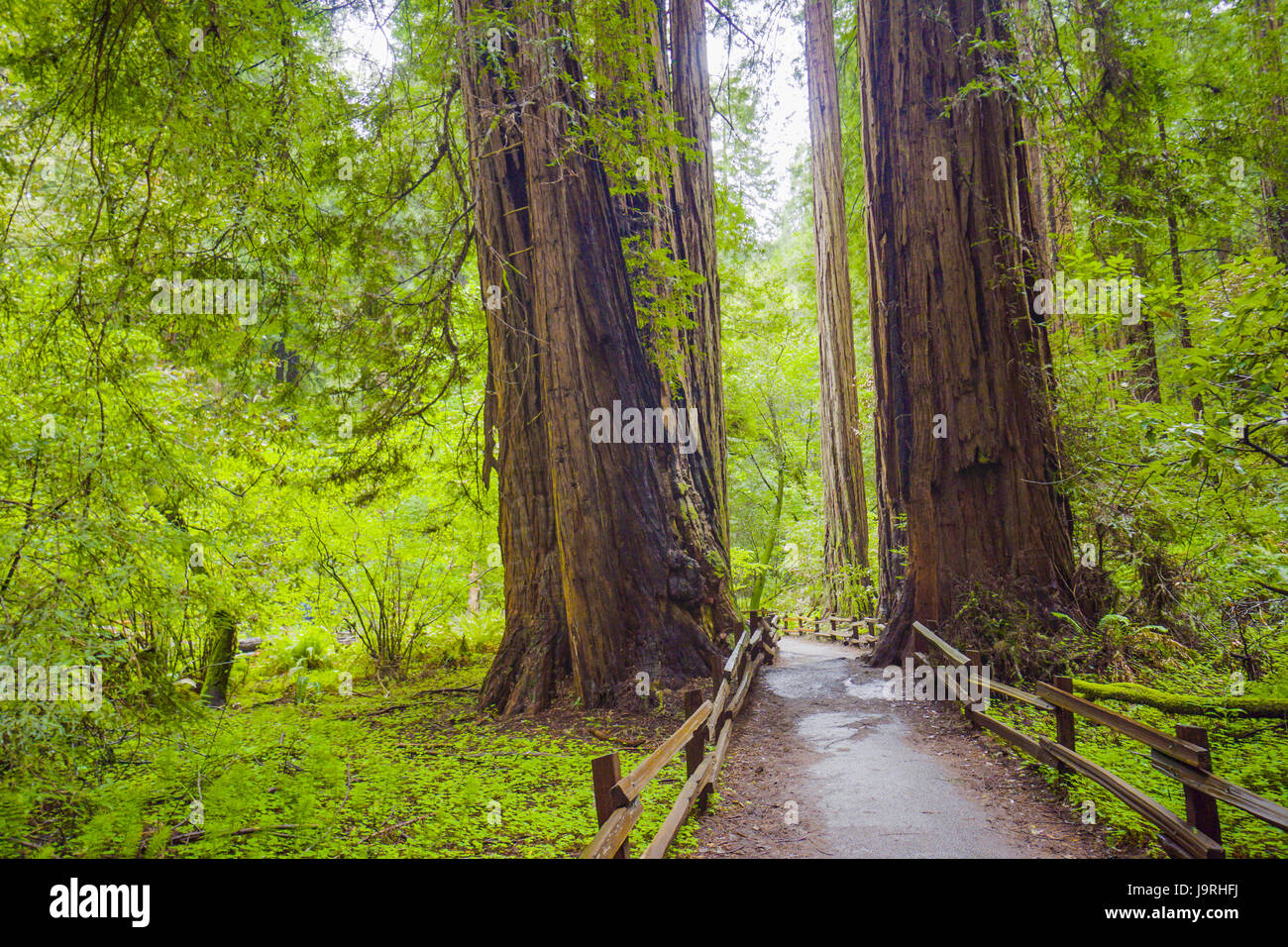Walkway through Redwood Forest - a great adventure Stock Photo - Alamy