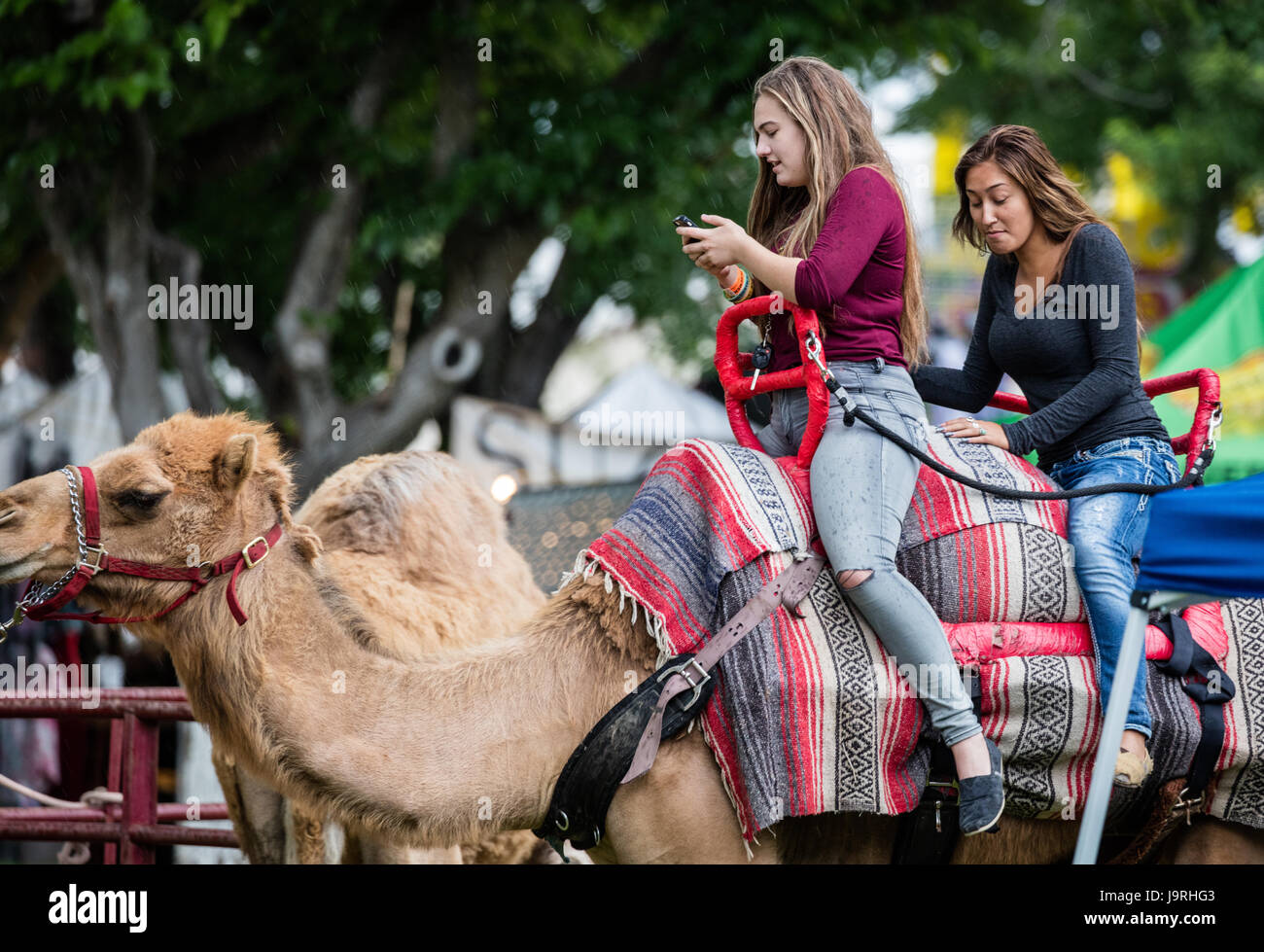 Camel rides hi-res stock photography and images - Alamy
