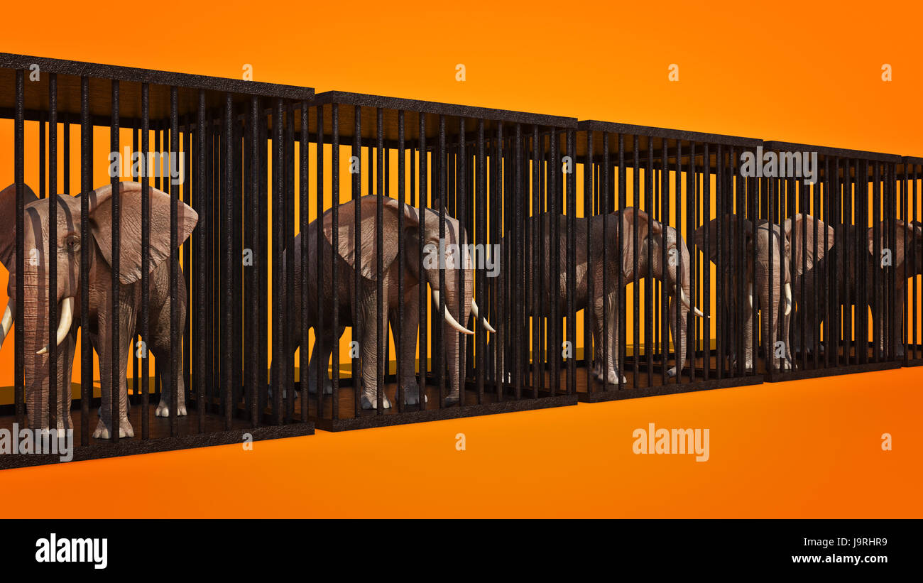 Elephant in jail hi-res stock photography and images - Alamy