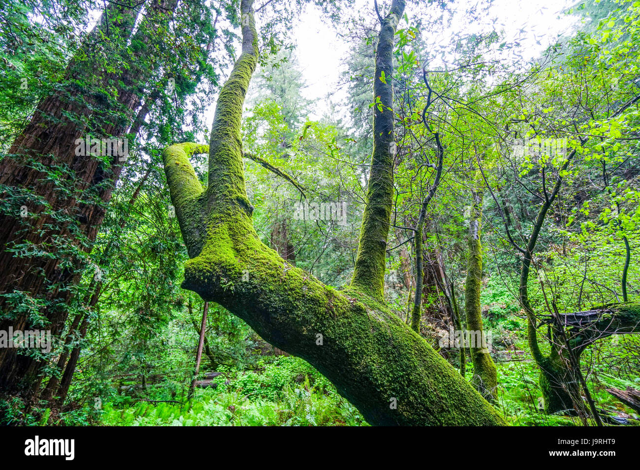 Trees look red hi-res stock photography and images - Alamy