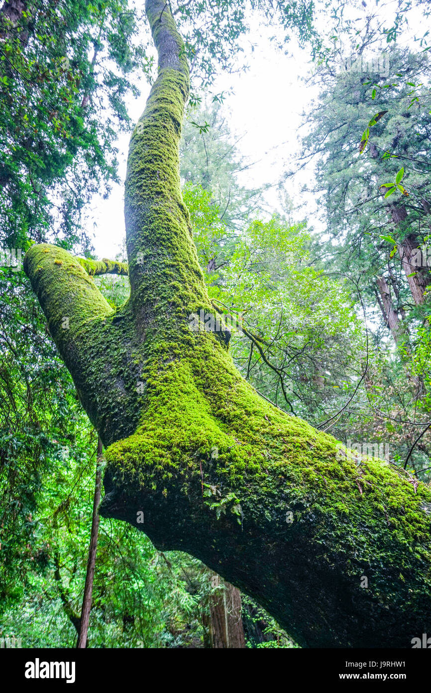 Mossy trees in the Redwood Forest - dreamy fantasy look Stock Photo - Alamy