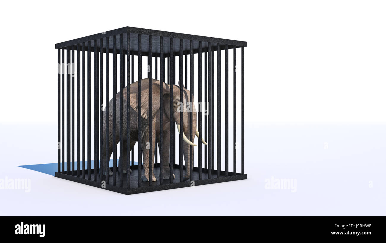 Elephant in jail hi-res stock photography and images - Alamy
