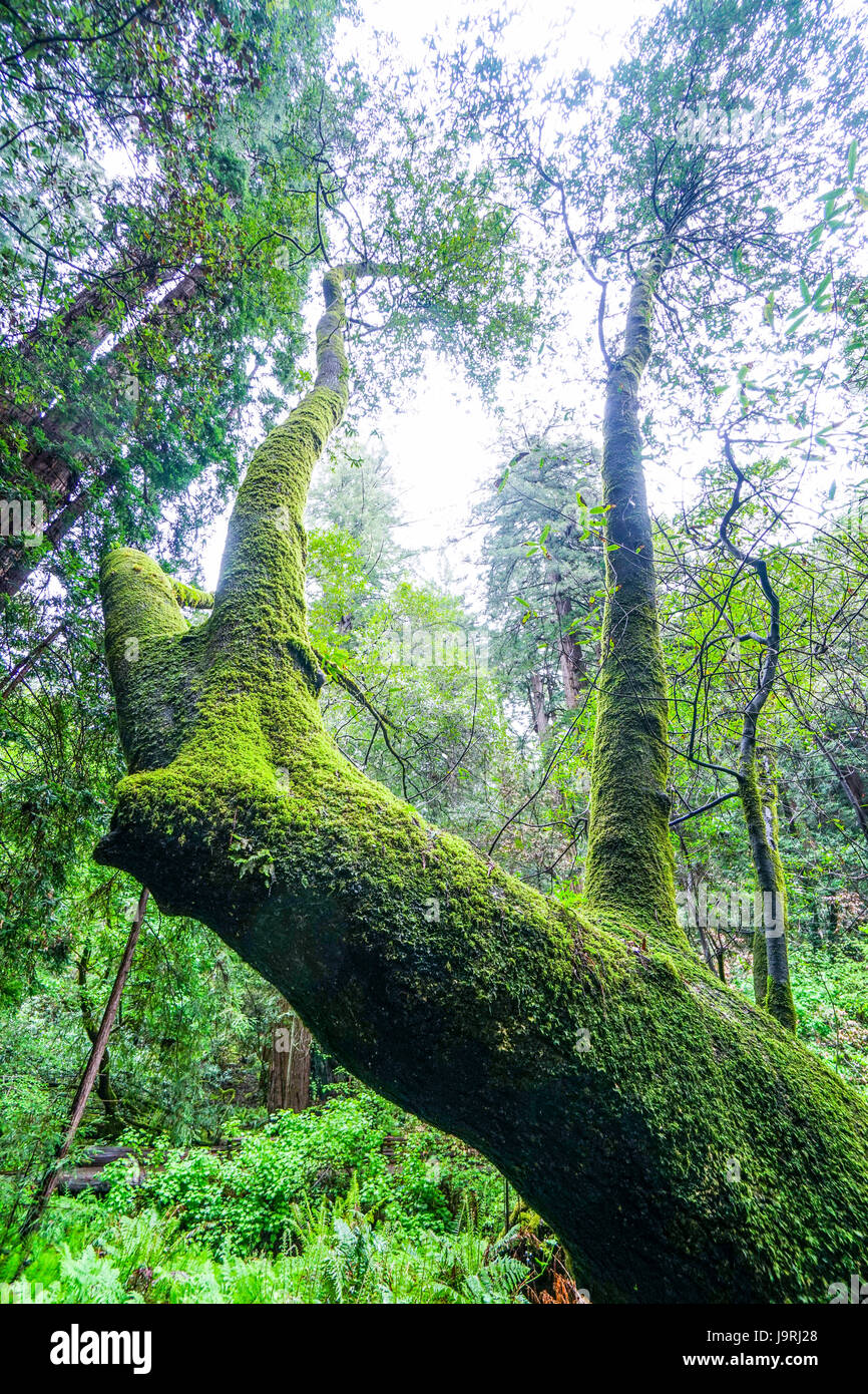 Beautiful nature - mossy trees in the rain forest Stock Photo - Alamy