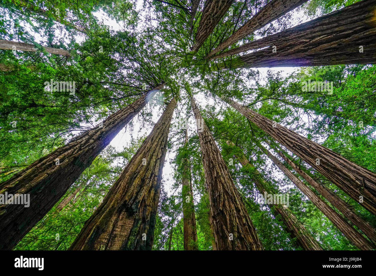 Tallest trees redwood forest hi-res stock photography and images - Alamy
