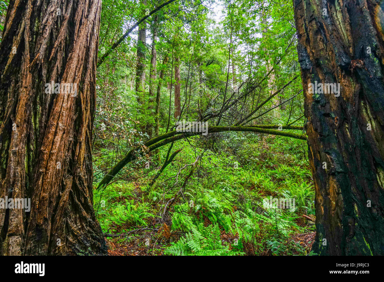 The giant trees of the Redwood Forest Stock Photo - Alamy