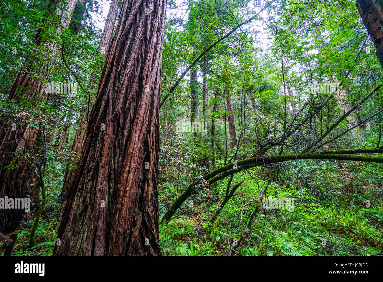 The giant trees of the Redwood Forest Stock Photo - Alamy