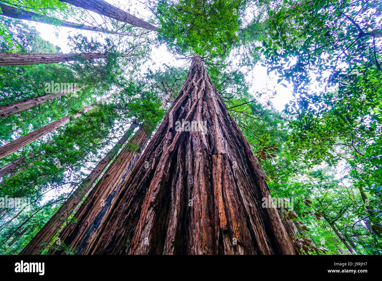 Redwood is red hi-res stock photography and images - Alamy