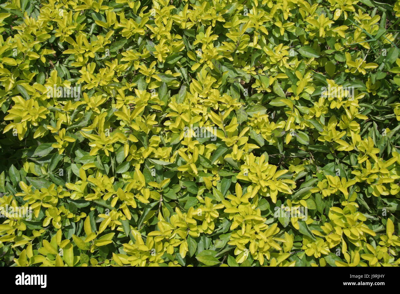 leaf, model, design, project, concept, plan, draft, leaves, horizontal ...