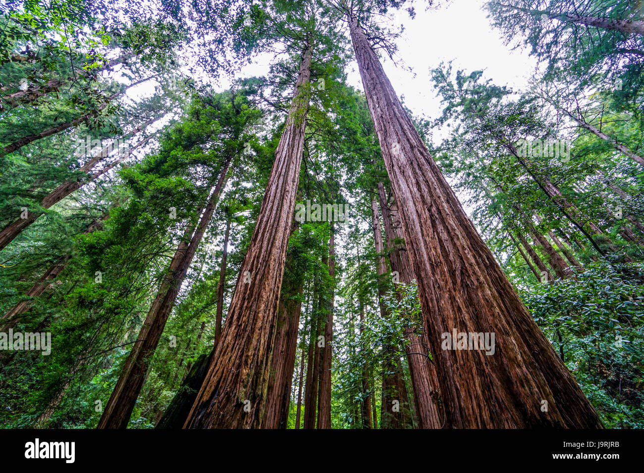 The giant trees of the Redwood Forest Stock Photo - Alamy
