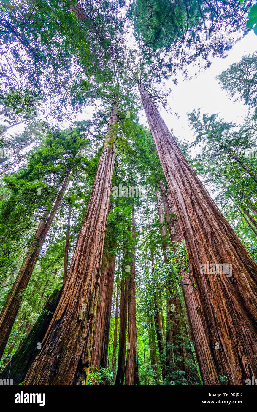 The giant trees of the Redwood Forest Stock Photo - Alamy