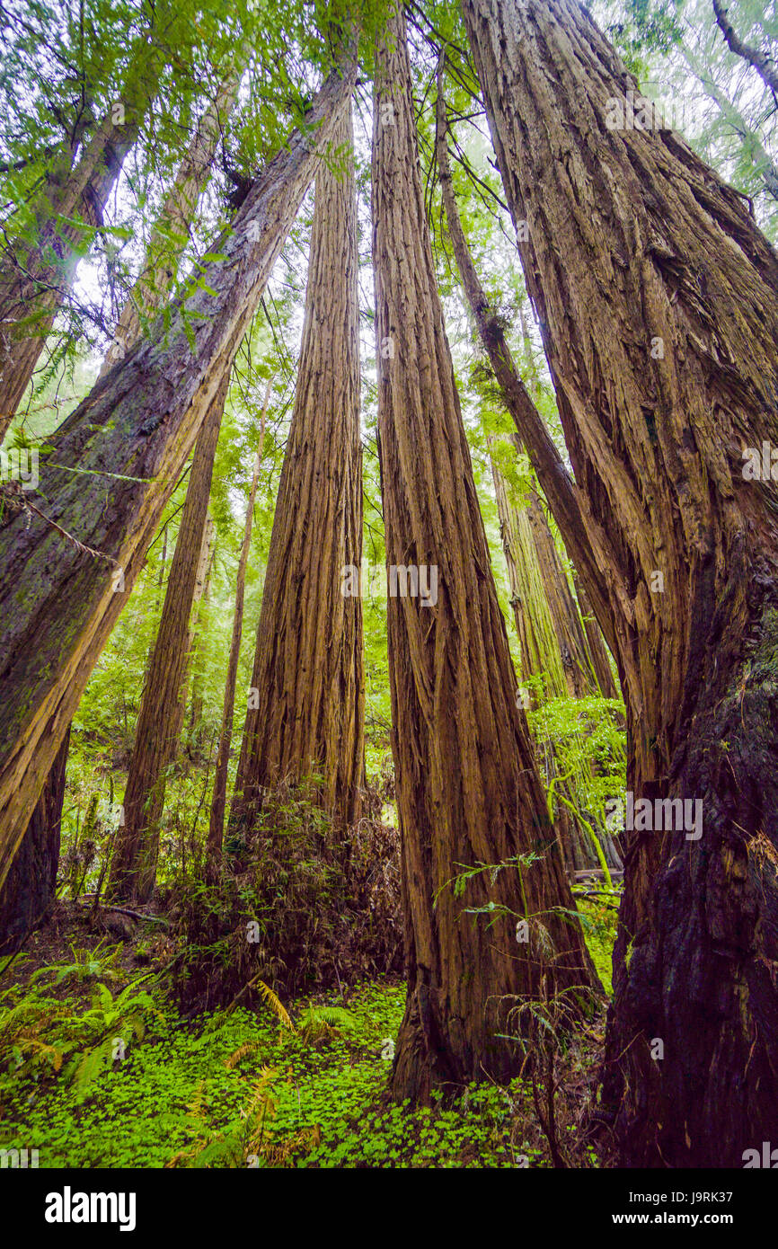 Impressive Redwood trees in the Californian forest Stock Photo - Alamy