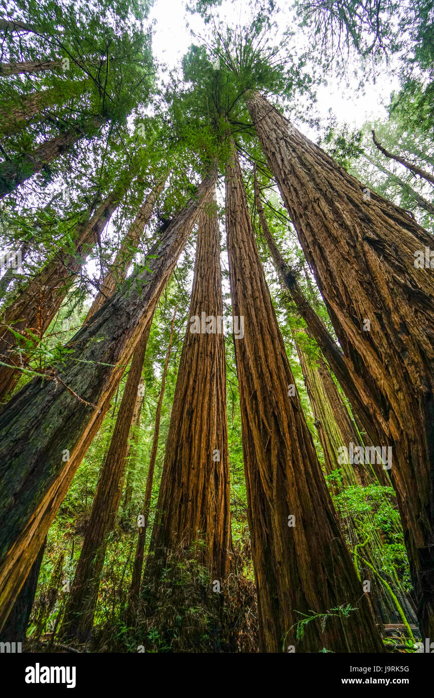 The tallest trees - Redwood forest in California Stock Photo - Alamy