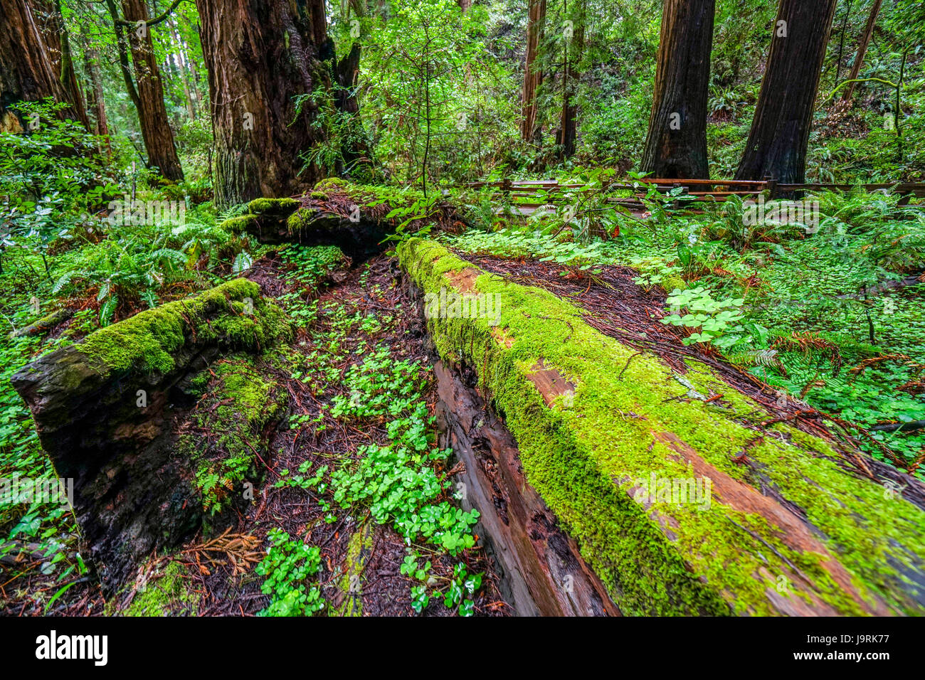 Moss cedar trees hi-res stock photography and images - Alamy
