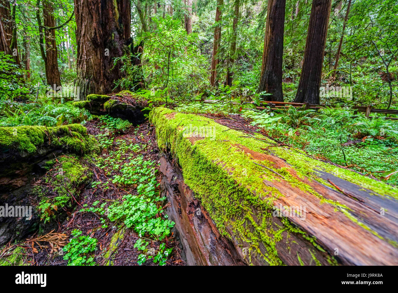 Amazing trees full of moss in the rain forest Stock Photo - Alamy