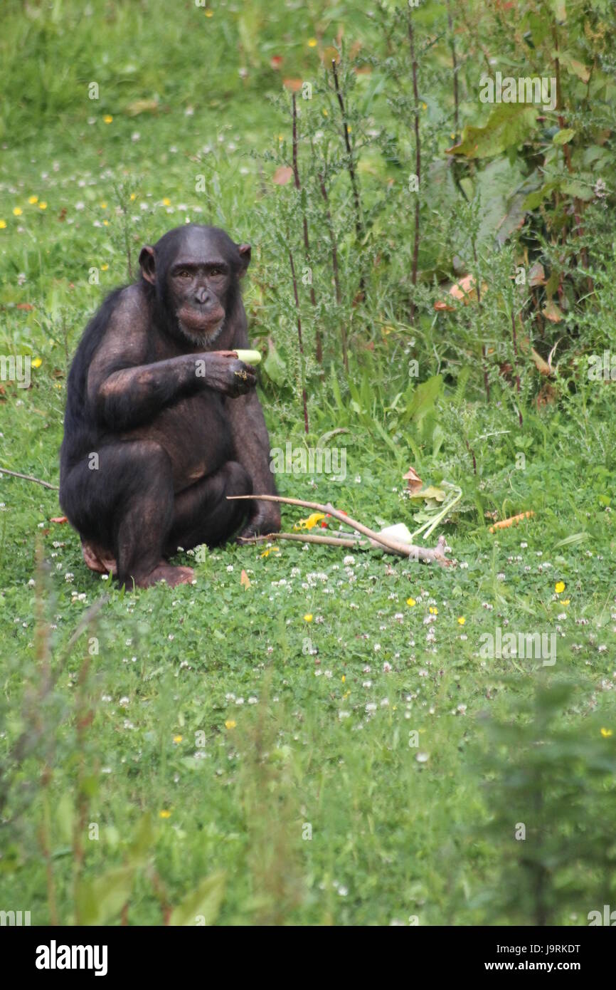 a chimpanzee in eating Stock Photo - Alamy
