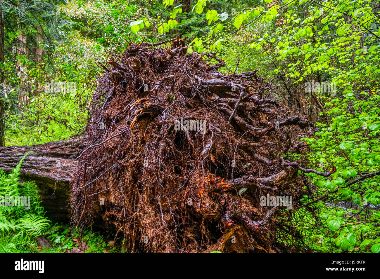The root of a red cedar tree Stock Photo - Alamy
