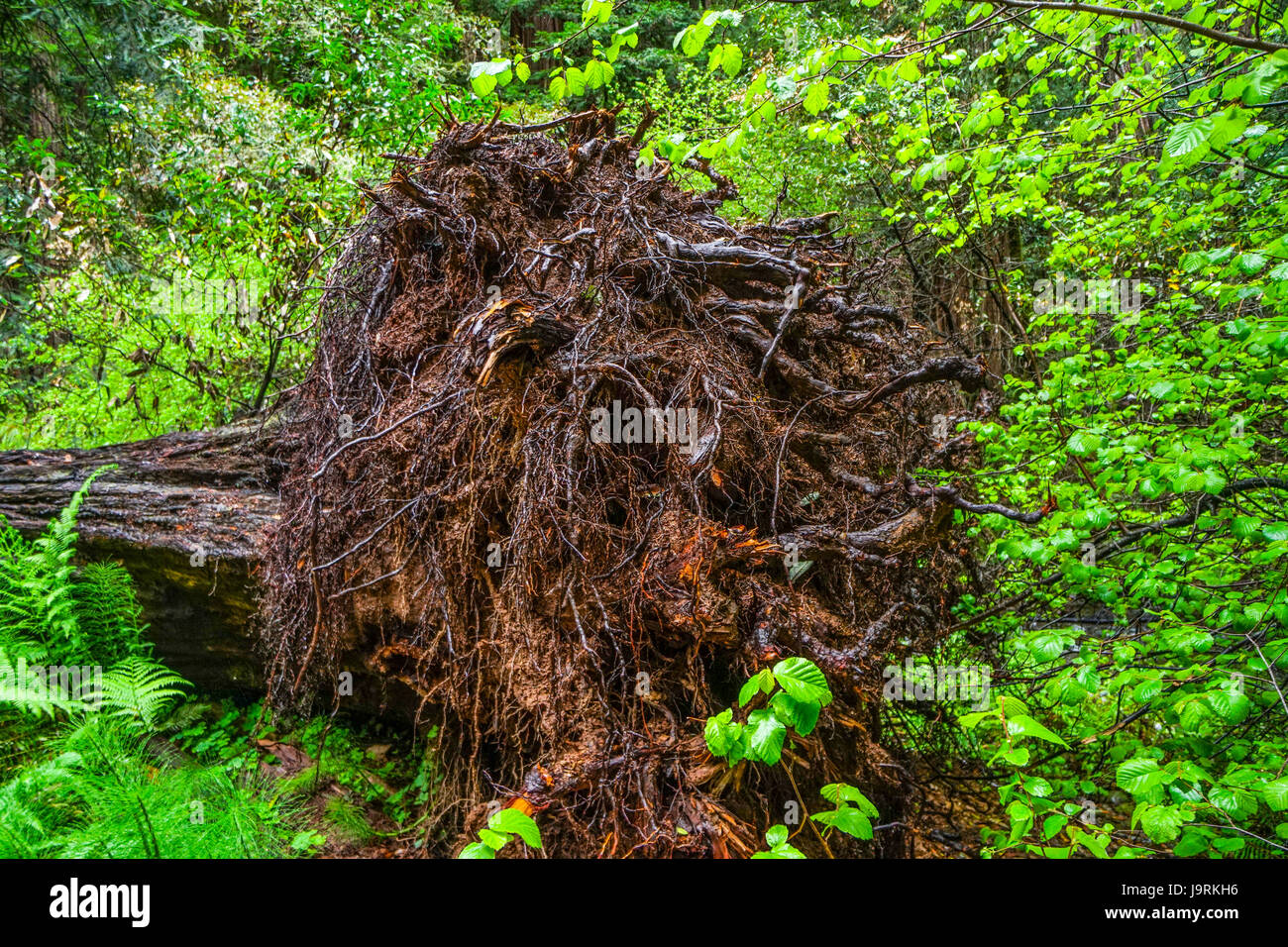 The root of a red cedar tree Stock Photo - Alamy