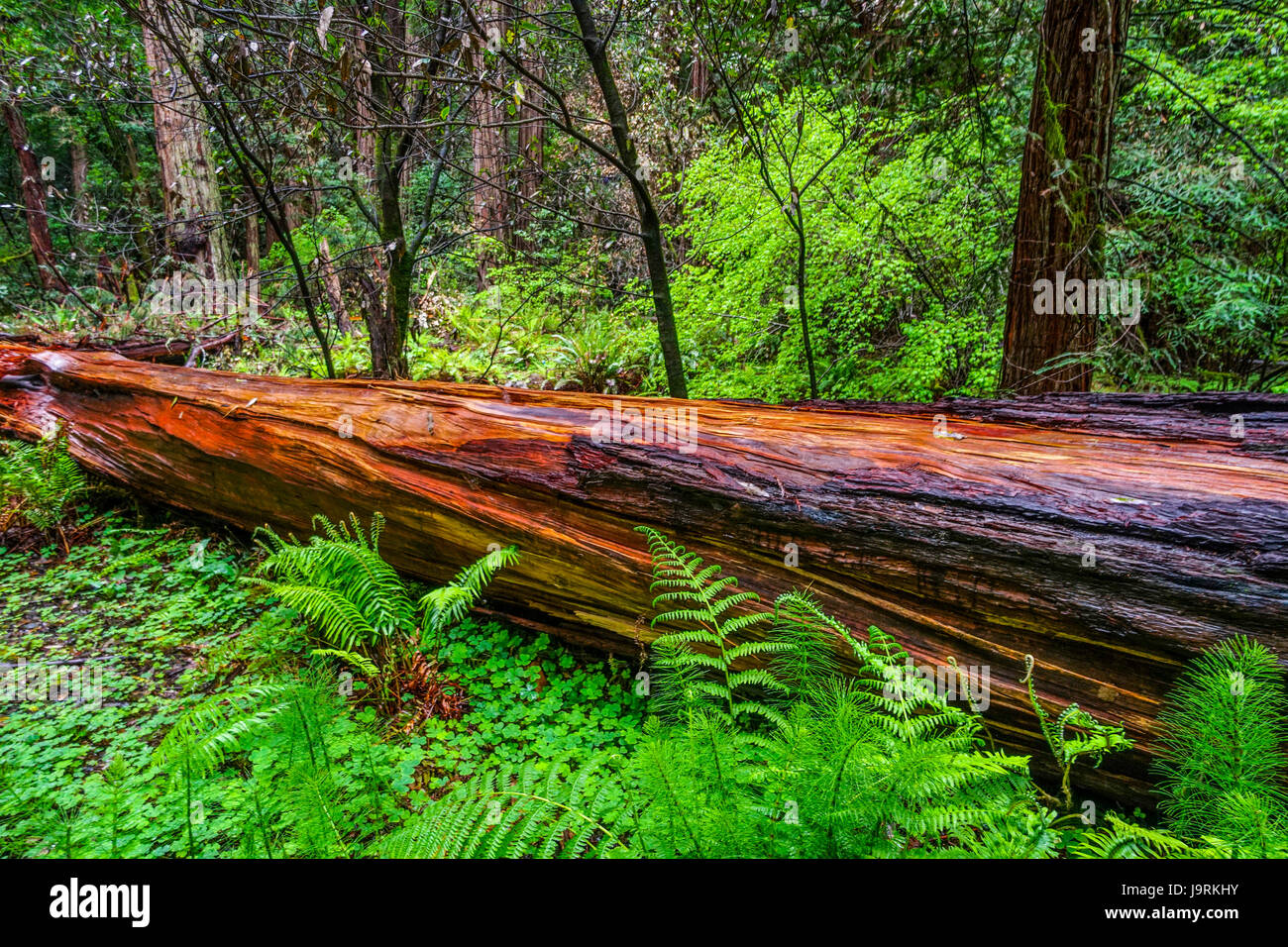 The beautiful red wood of the Western Red Cedar Tree Stock Photo - Alamy
