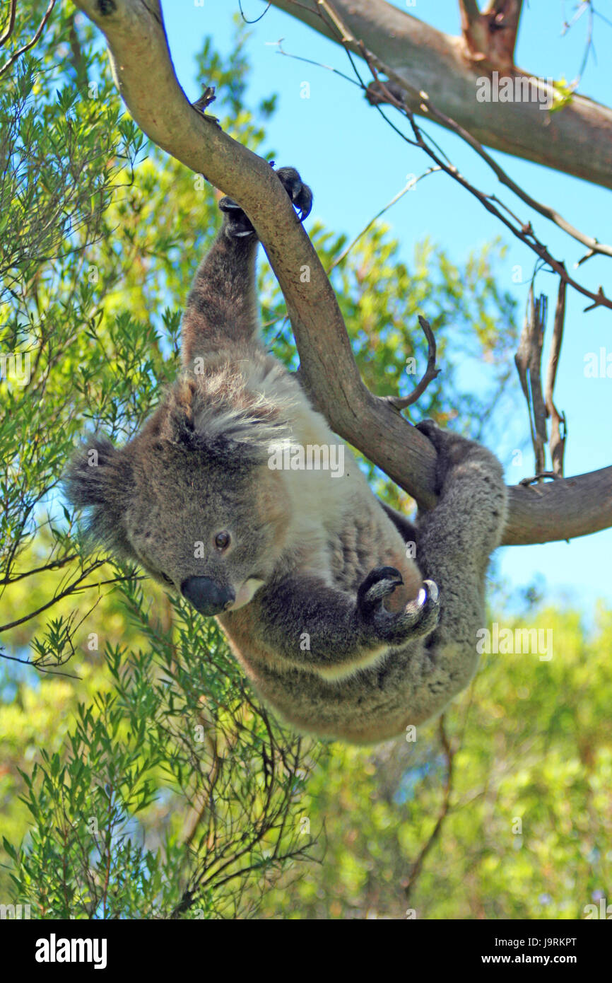 Koala Bear in the wild in the eucalyptus trees on Cape Otway in ...