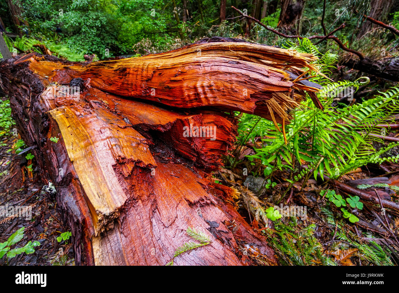 The beautiful red wood of the Western Red Cedar Tree Stock Photo - Alamy