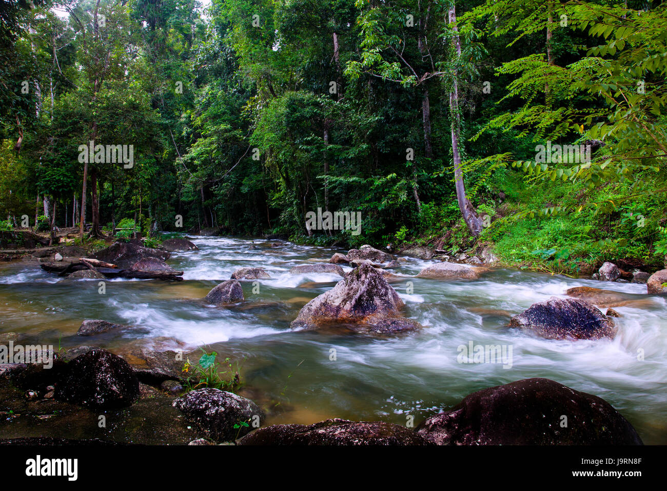 Mountain stream in a tropical rain forest Stock Photo - Alamy