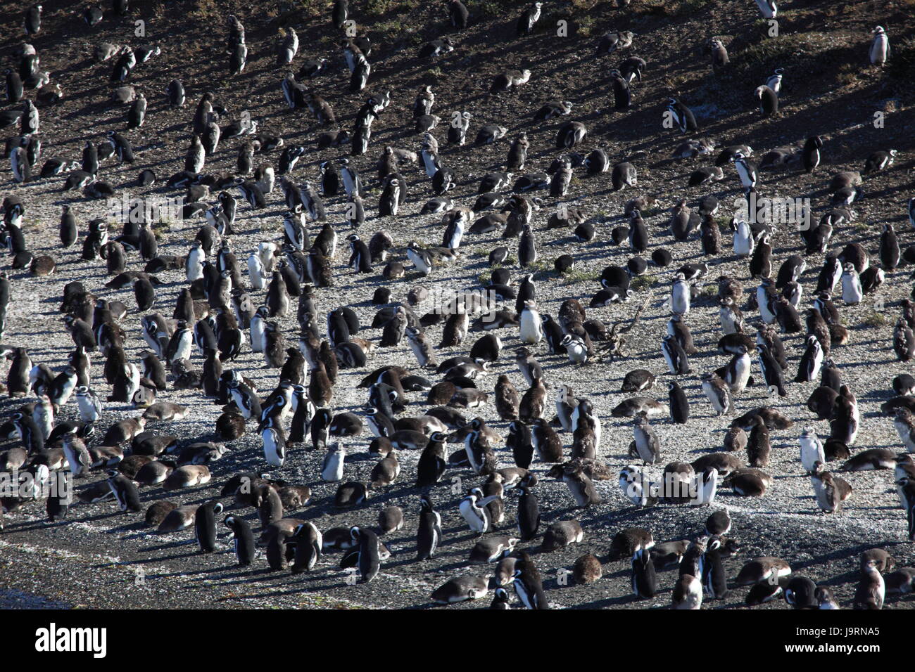 penguins, colony, penguin, penguins, beach, seaside, the beach ...