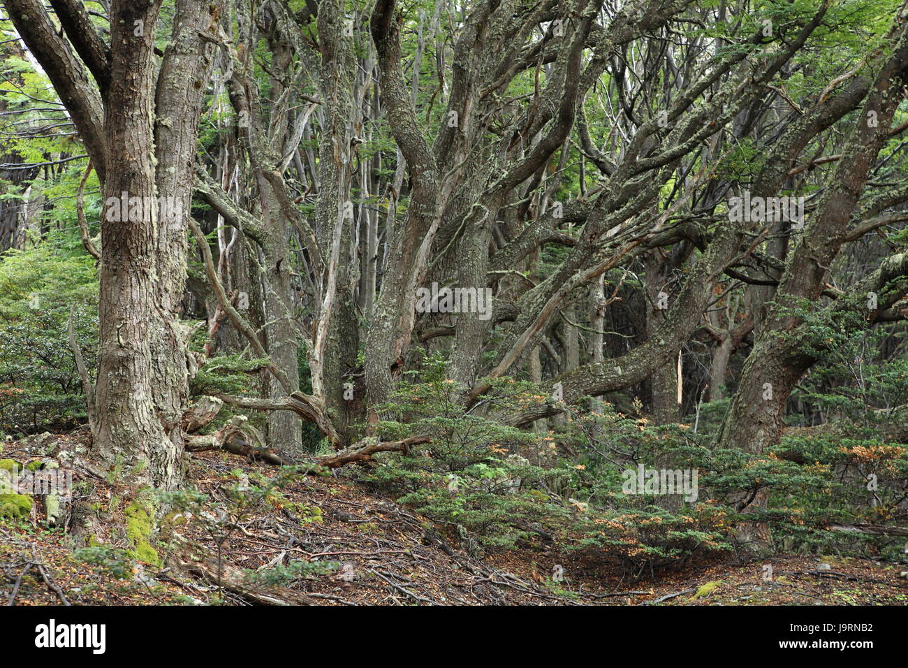 tree, trees, wood, national park, virgin forest, argentina, chile, moss ...