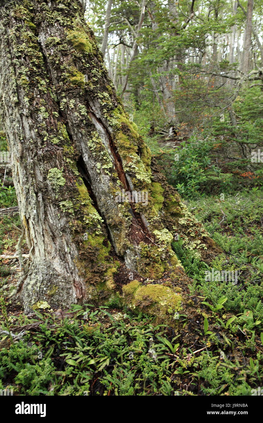 tree, trees, wood, national park, virgin forest, argentina, chile, moss ...
