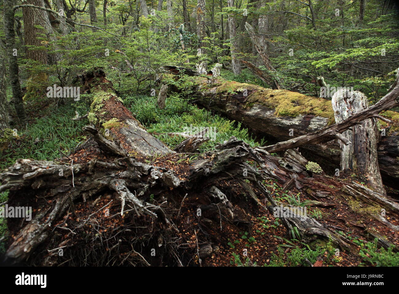 tree, trees, wood, national park, virgin forest, argentina, chile, moss ...