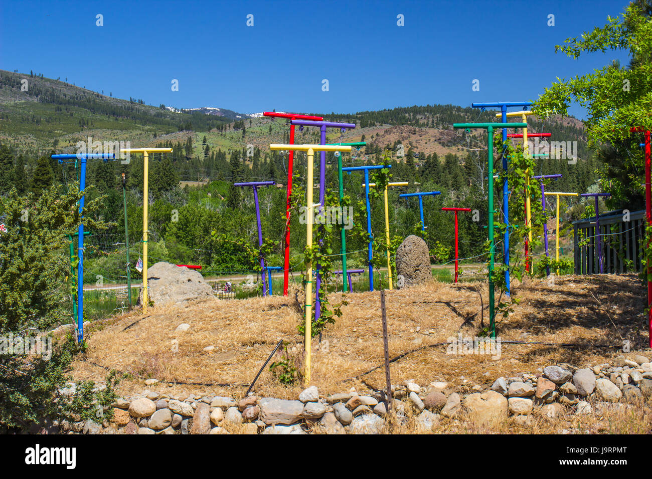 Multi Colored T Posts For Vines Stock Photo - Alamy