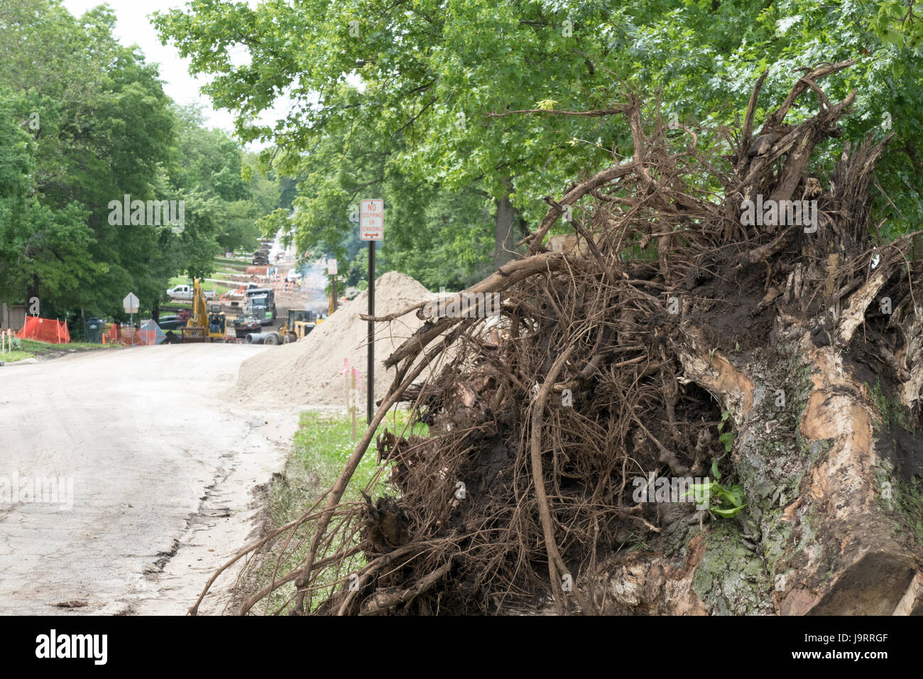 Uprooted Tree For Road Construction Stock Photo - Alamy