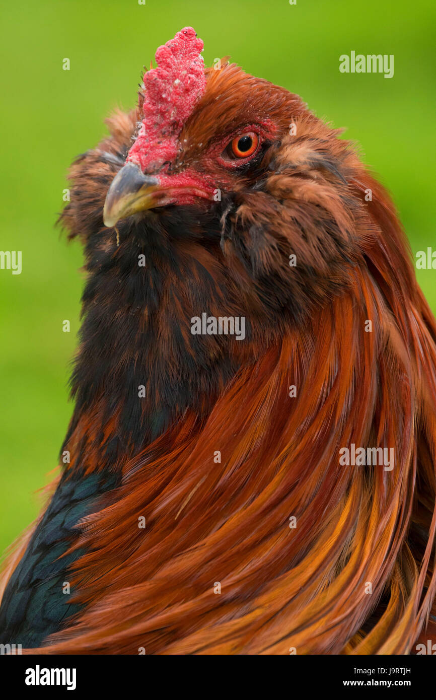 Chicken, Thompson's Mills State Park, Oregon Stock Photo - Alamy