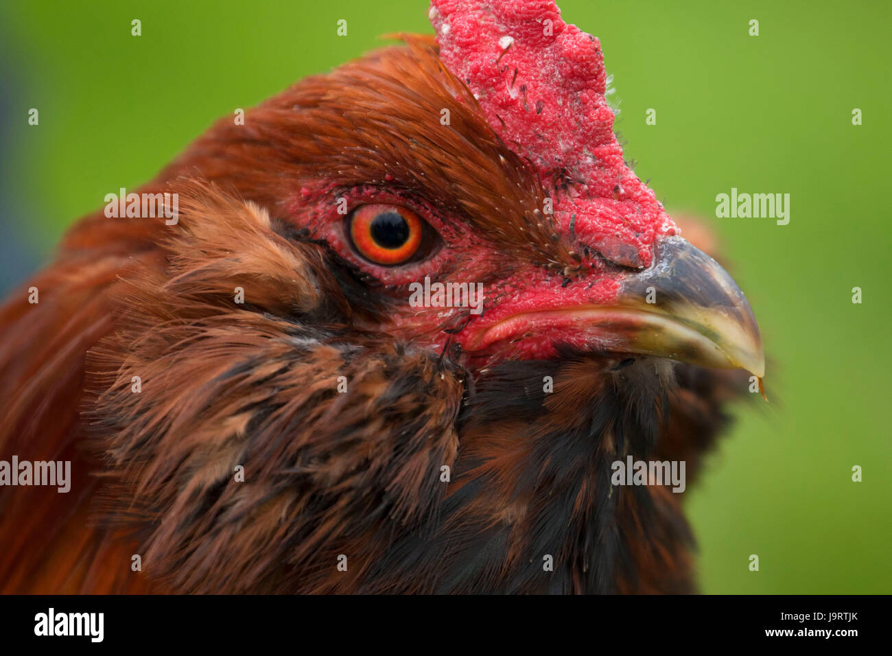 Chicken, Thompson's Mills State Park, Oregon Stock Photo - Alamy