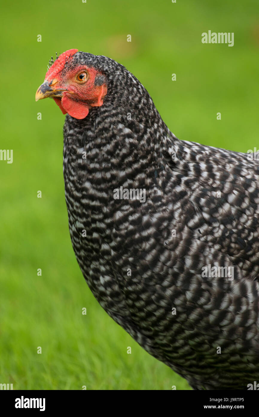 Chicken, Thompson's Mills State Park, Oregon Stock Photo - Alamy