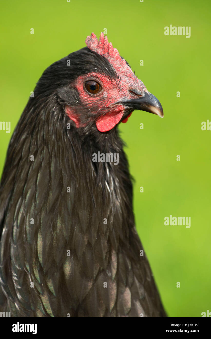 Chicken, Thompson's Mills State Park, Oregon Stock Photo - Alamy