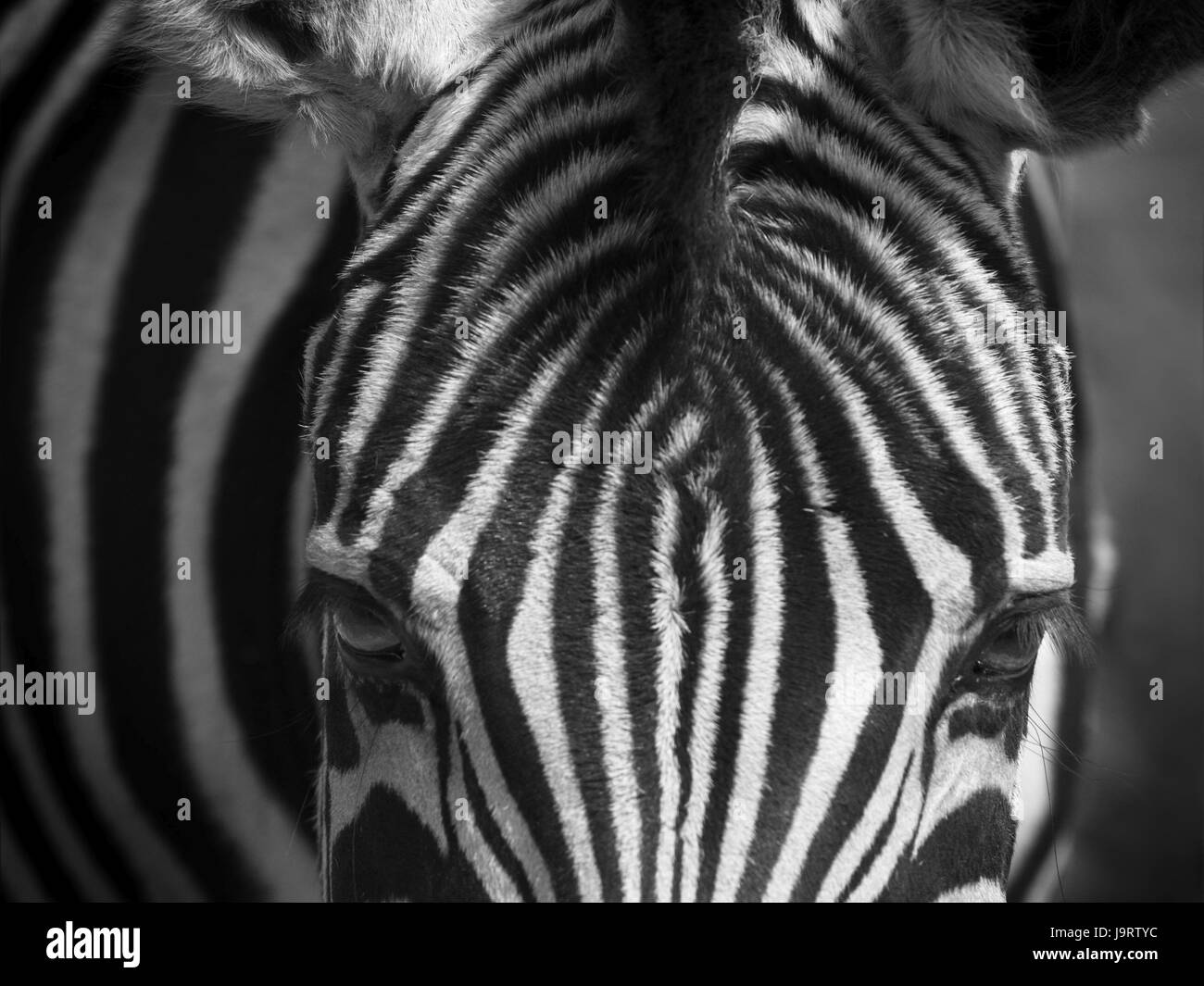 Zebra sample hi-res stock photography and images - Alamy