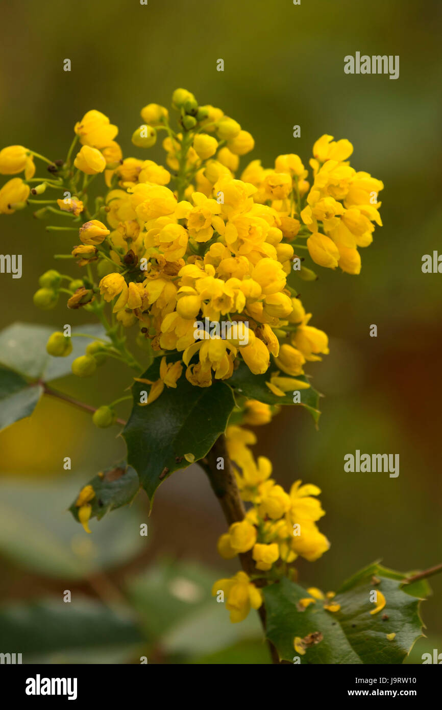 Oregon grape (Mahonia aquifolium) in bloom, Roaring River County Park ...